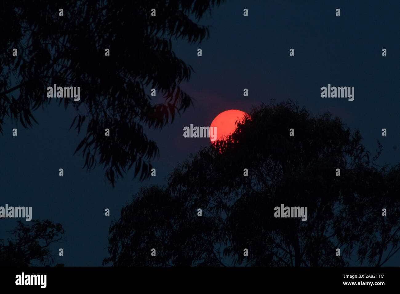 A Red Sunset Behind Trees Stock Photo - Alamy