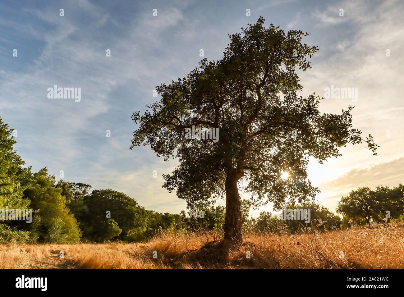 Quercus suber portugal hi-res stock photography and images - Alamy