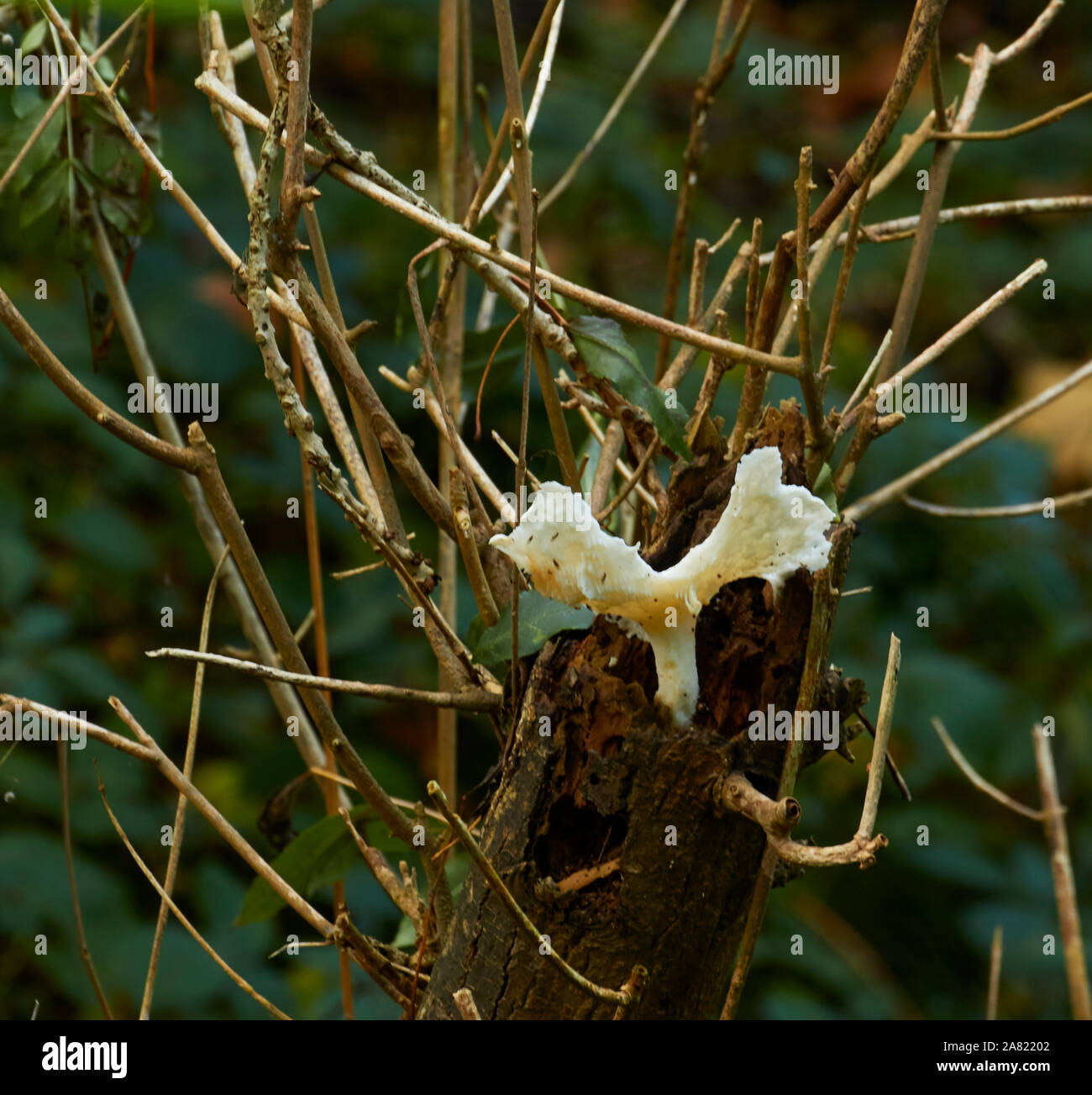 White fungi in spindly tree branches in autumn woodland setting, Surrey ...