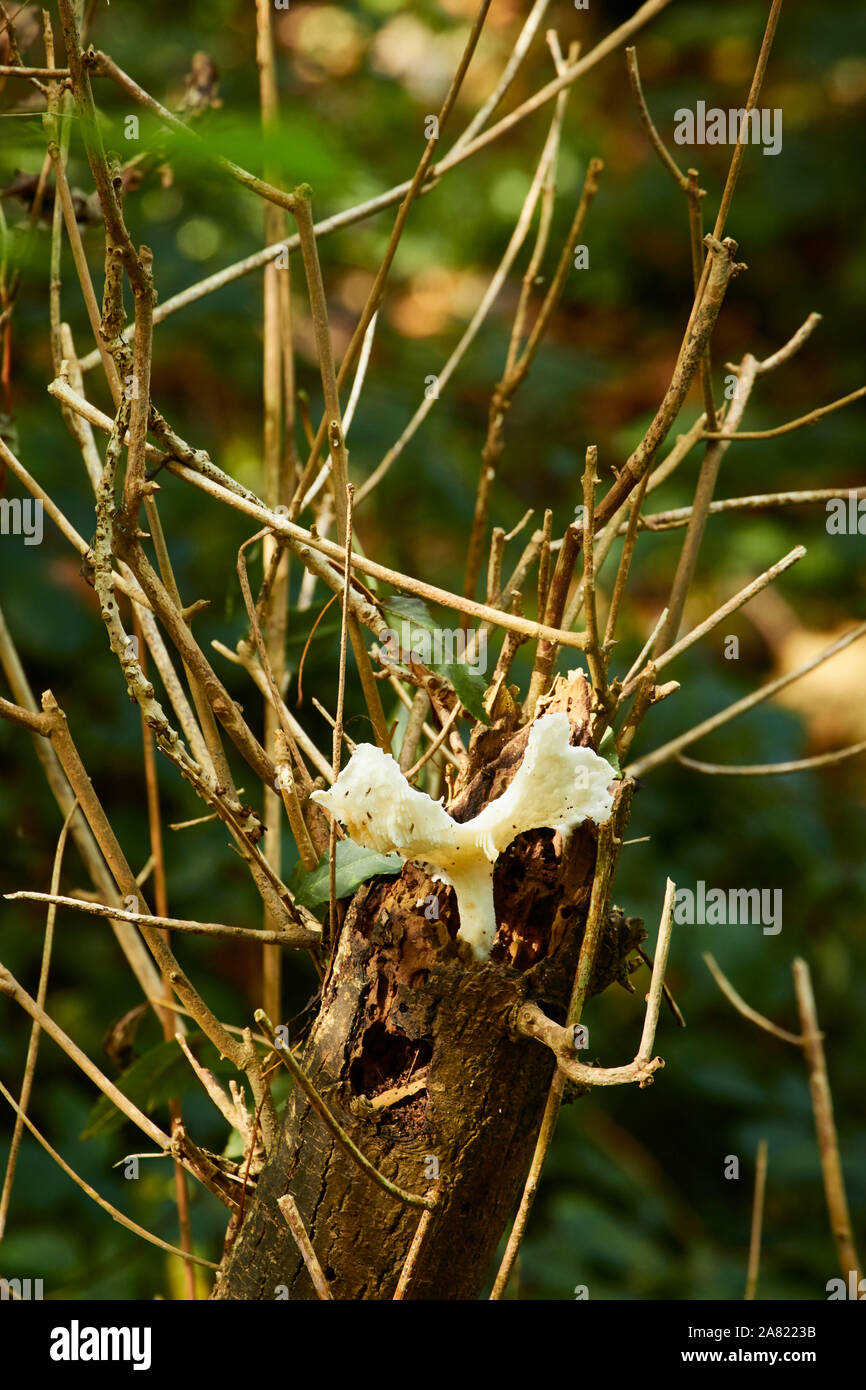 White fungi in spindly tree branches in autumn woodland setting, Surrey ...