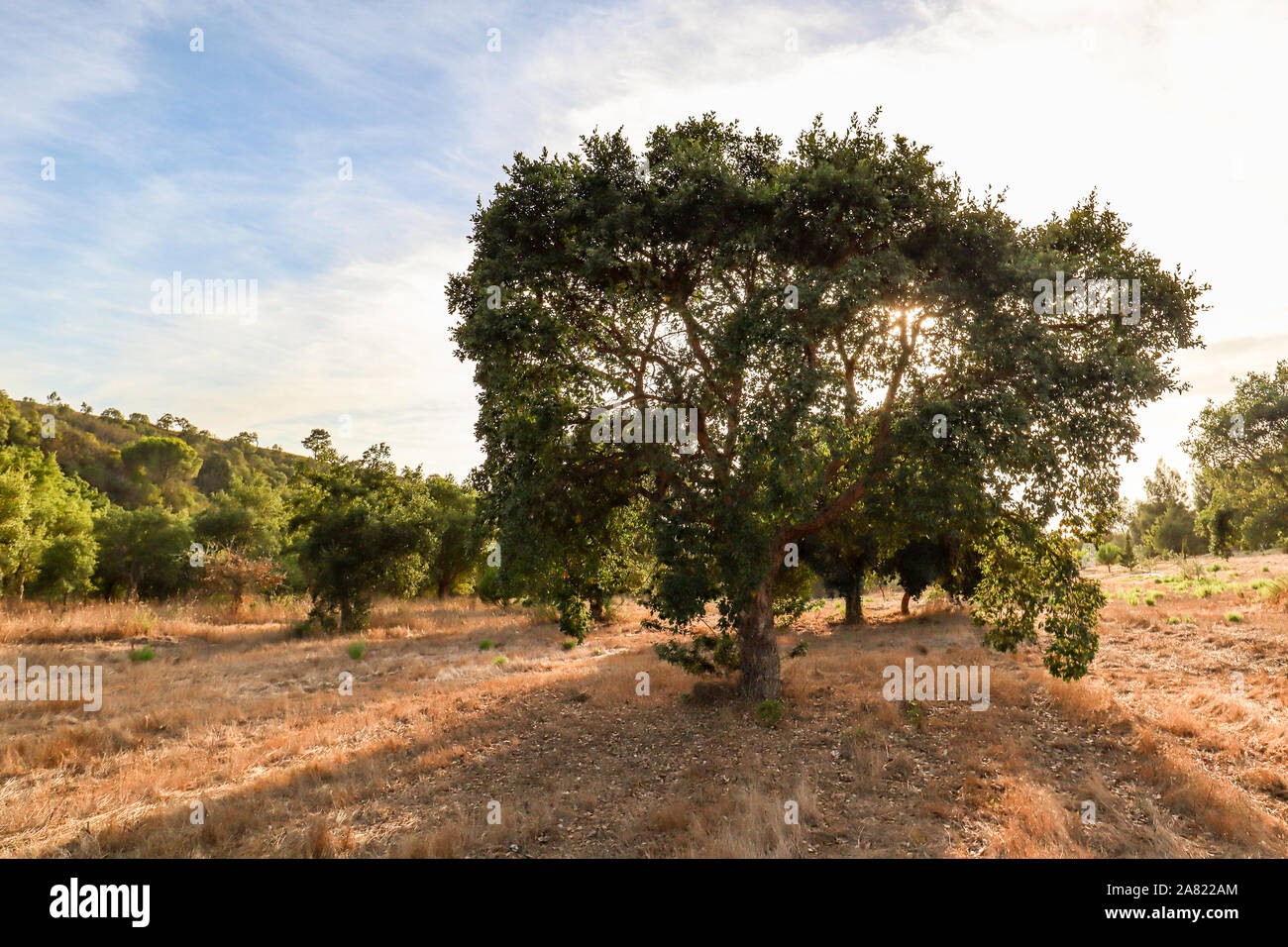 Portuguese oak hi-res stock photography and images - Alamy