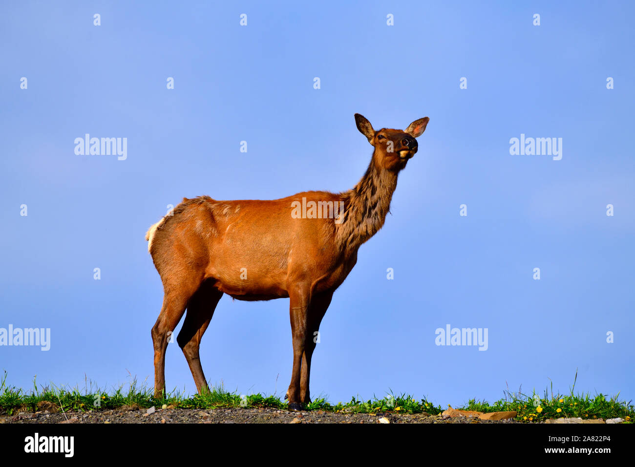 A female elk standing on a ridge alert and curious watching and ...