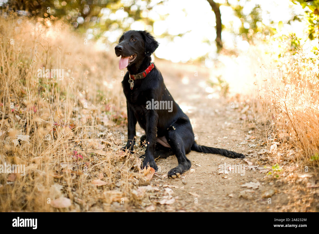 Path paths hi-res stock photography and images - Alamy