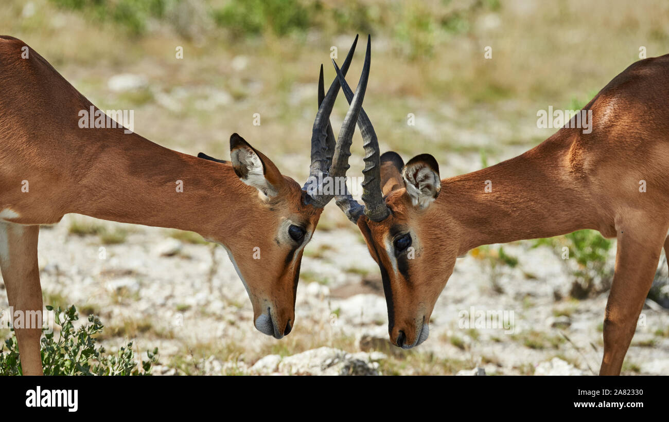 Two male black faced impala photographed in Namibia Stock Photo - Alamy