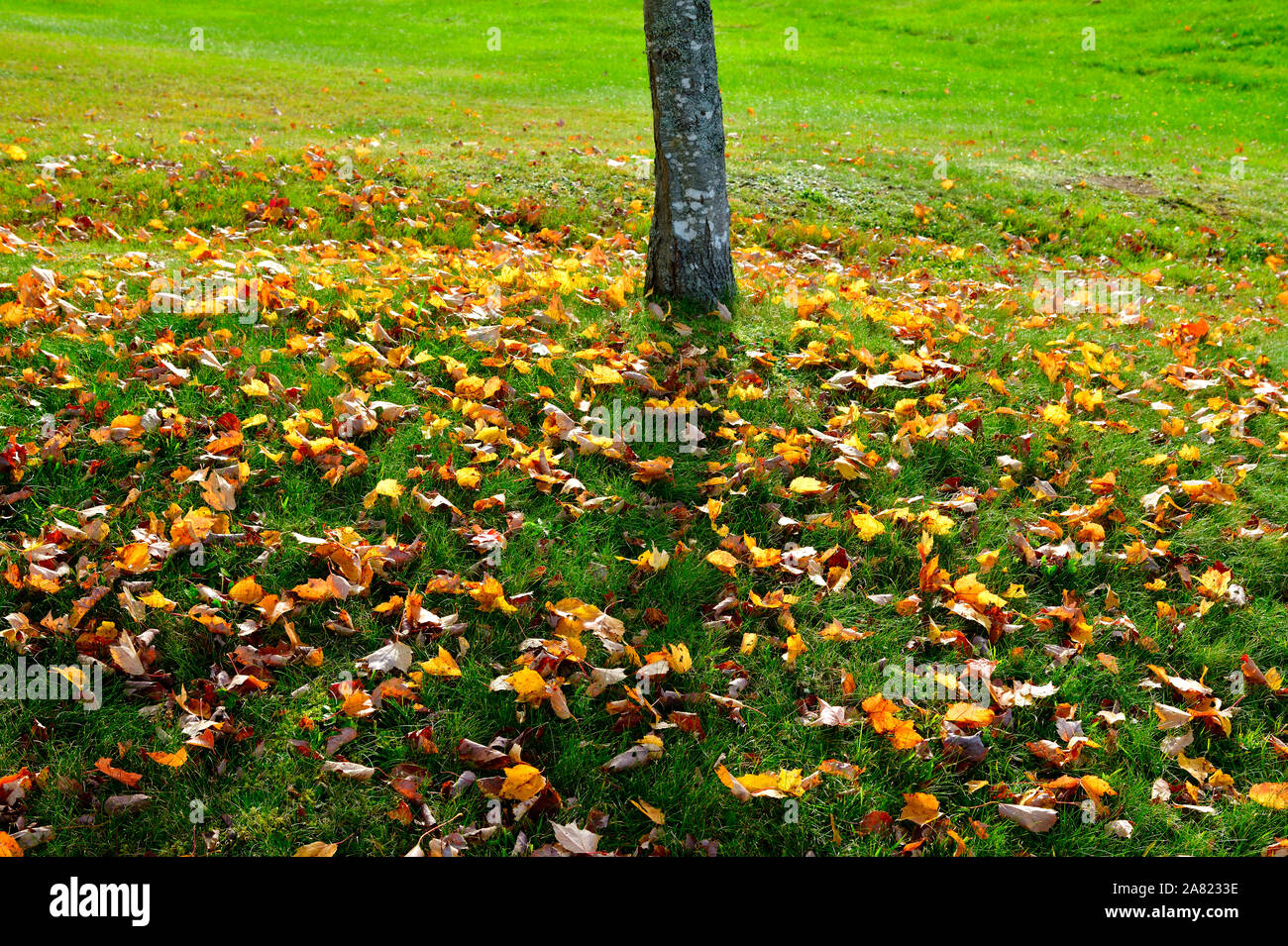 Under Maple Tree High Resolution Stock Photography and Images - Alamy