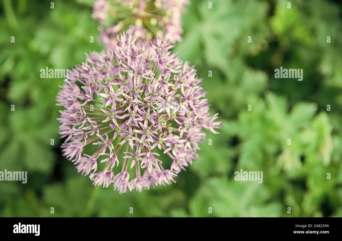 Allium blooming close up. Ball of blossoming allium flowers. Beautiful ...