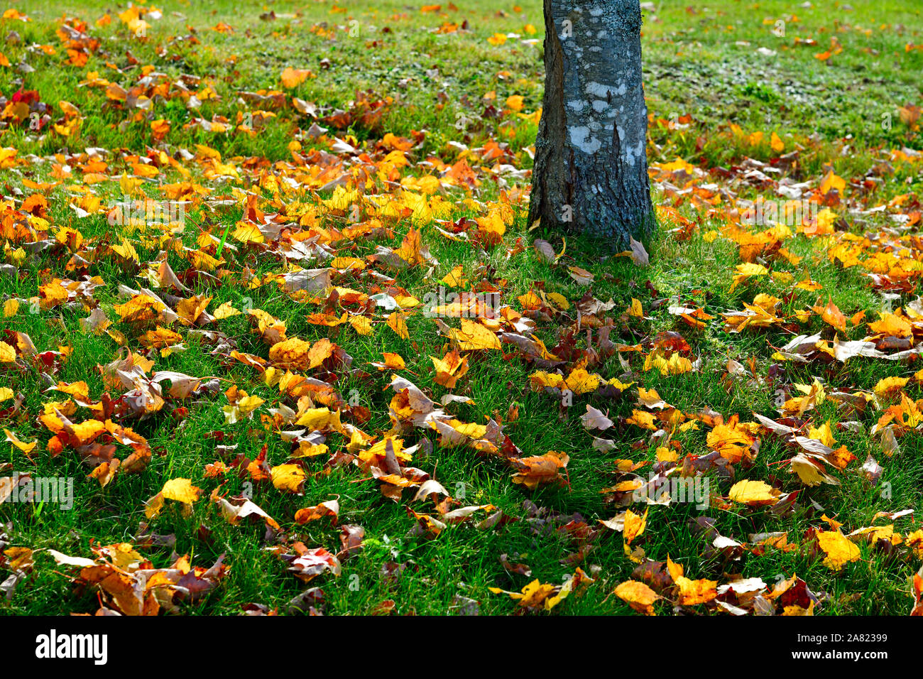 Under maple tree hi-res stock photography and images - Alamy