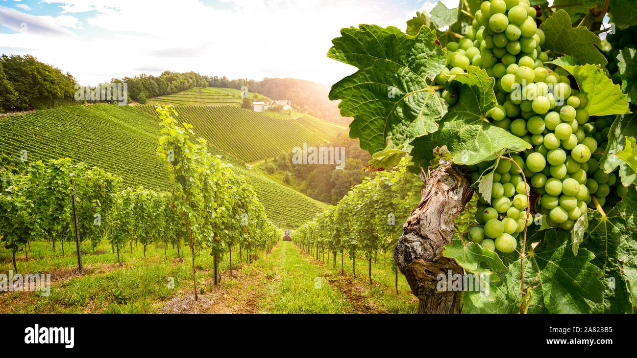 Vineyards with grapevine and winery along wine road in the evening sun ...