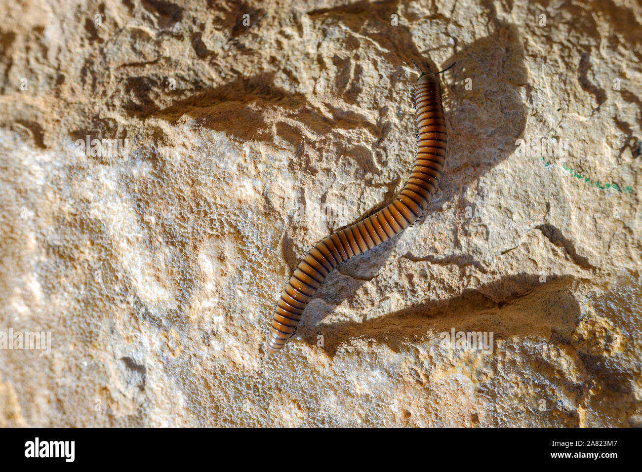 Black diplopoda arthropod hi-res stock photography and images - Alamy
