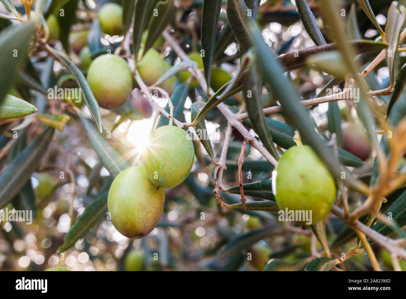 Olive tree illuminated by a sunbeam loaded with green olives Stock ...