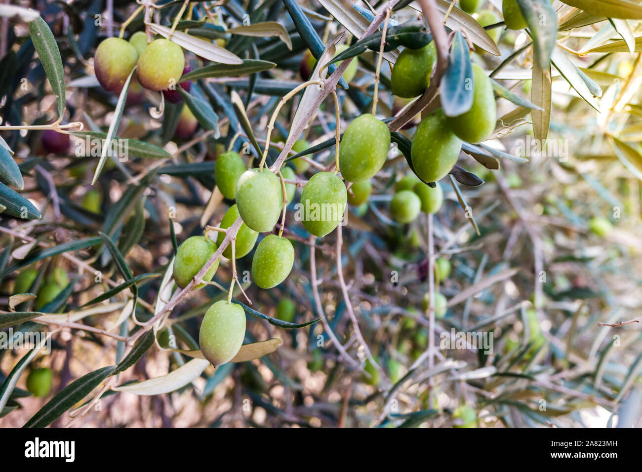 Branches of an olive tree loaded with green olives Stock Photo - Alamy