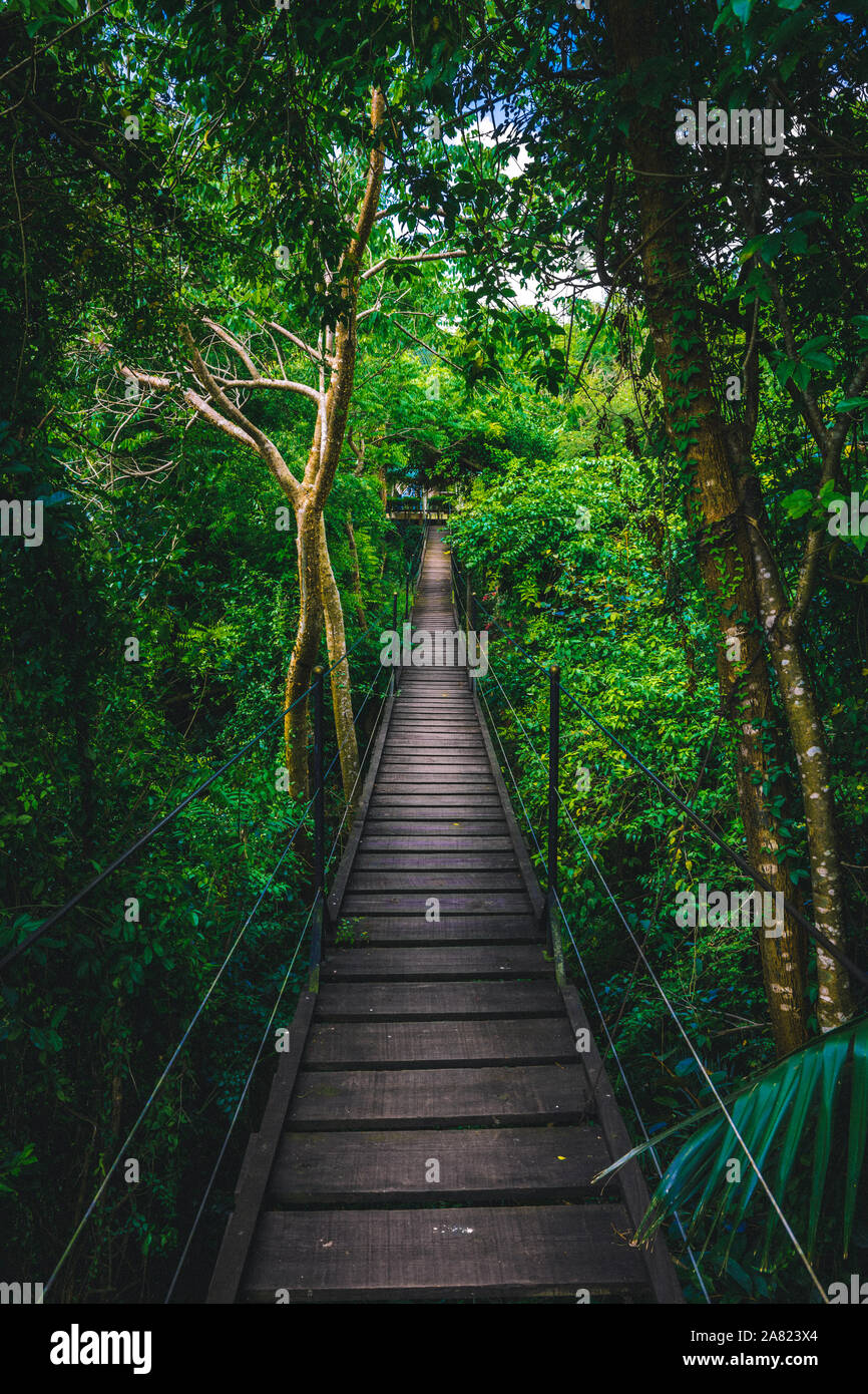 Ficus tree bridge hi-res stock photography and images - Alamy