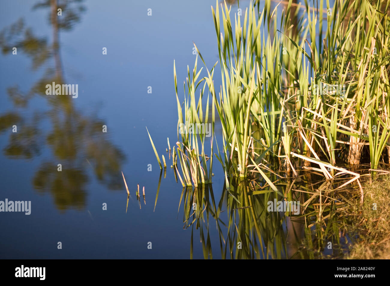 Pond imagery hi-res stock photography and images - Alamy