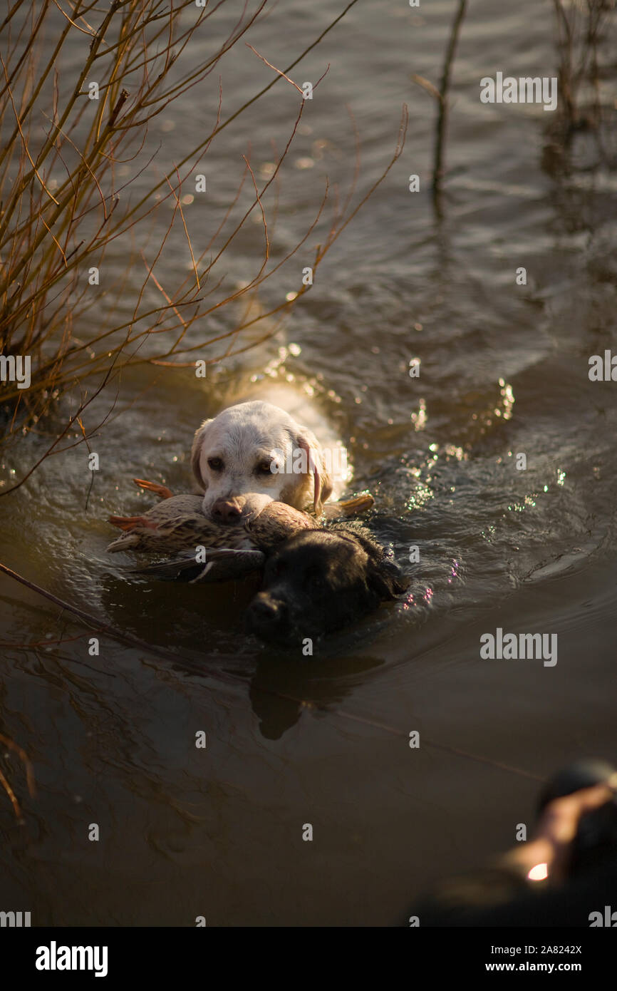 Dog carrying a duck in its mouth while swimming across a river Stock ...