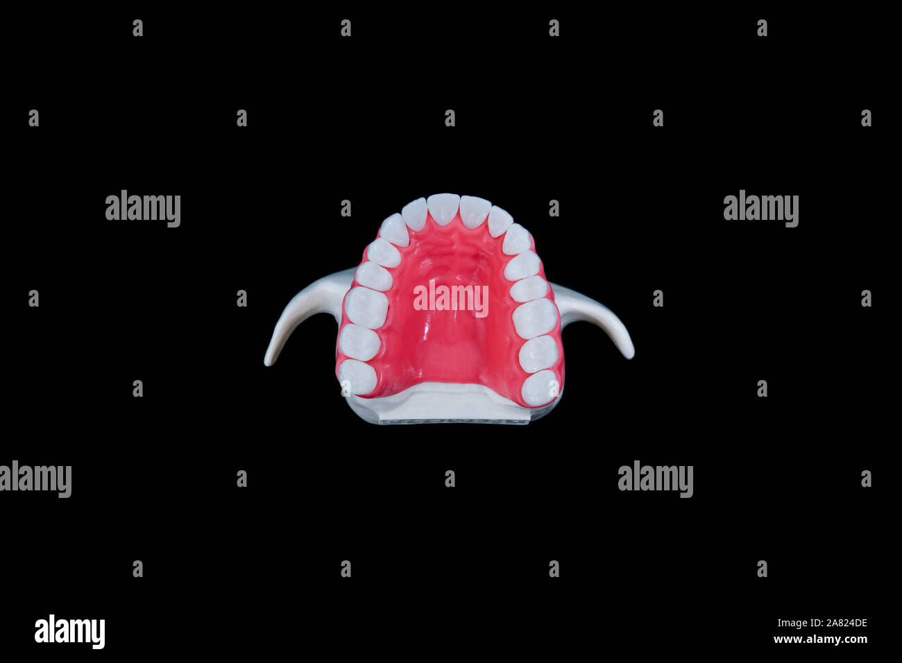 Upper human jaw with teeth and gums anatomy model medical illustration ...