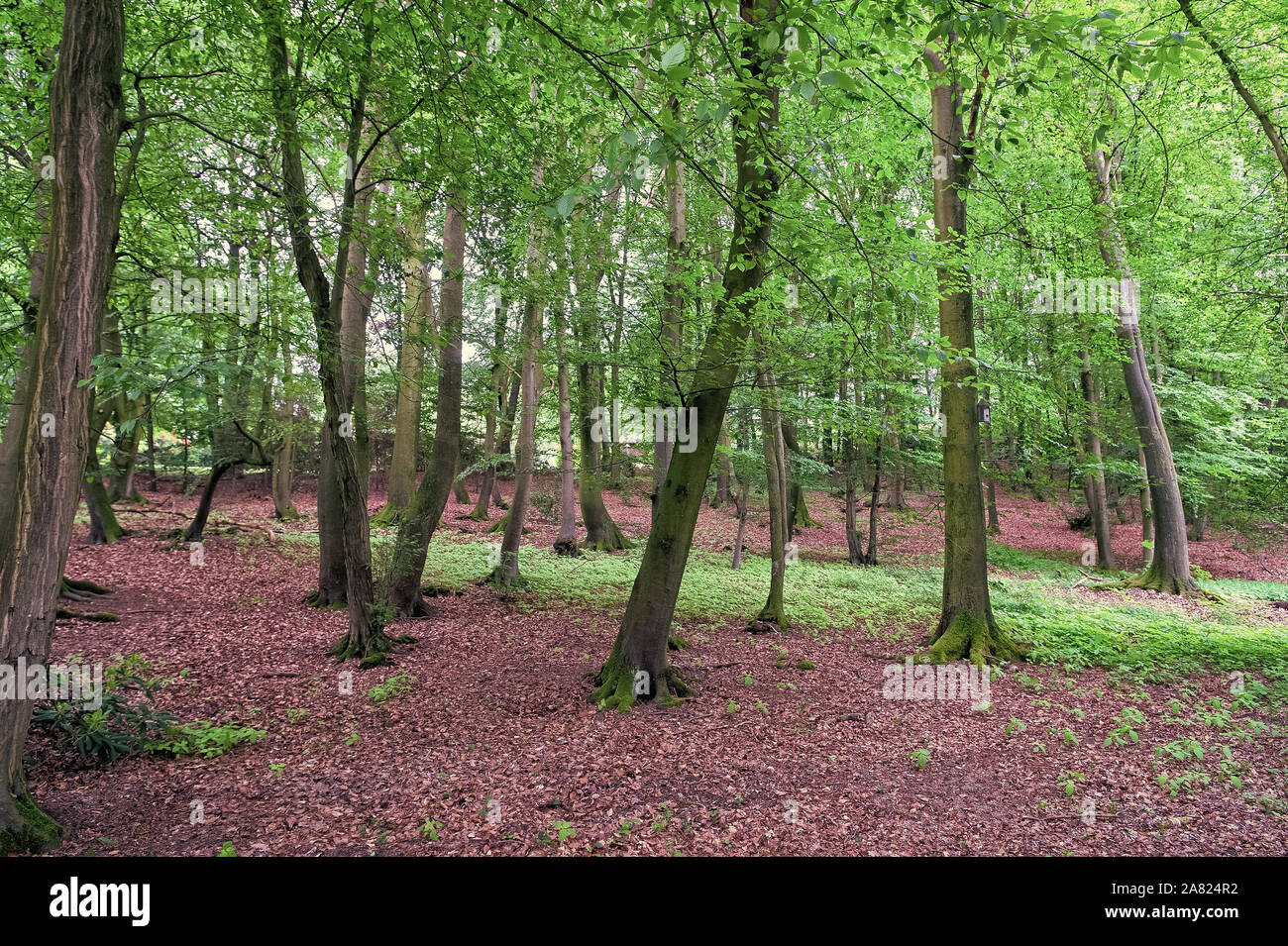 Old high tree. Landscape of dark forest spread over meadow. Walking in ...