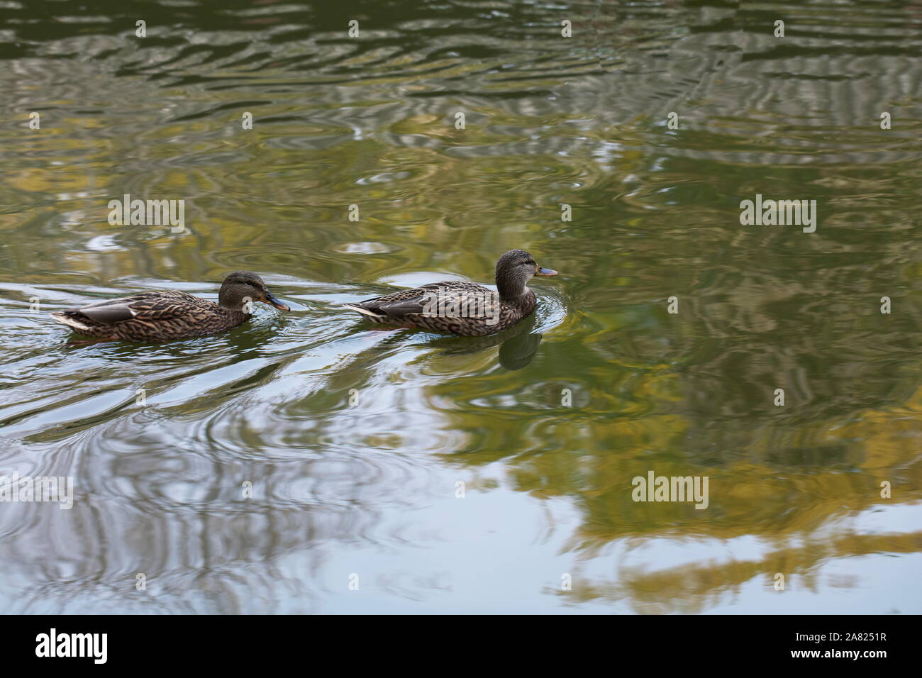 Long neck duck hi-res stock photography and images - Alamy