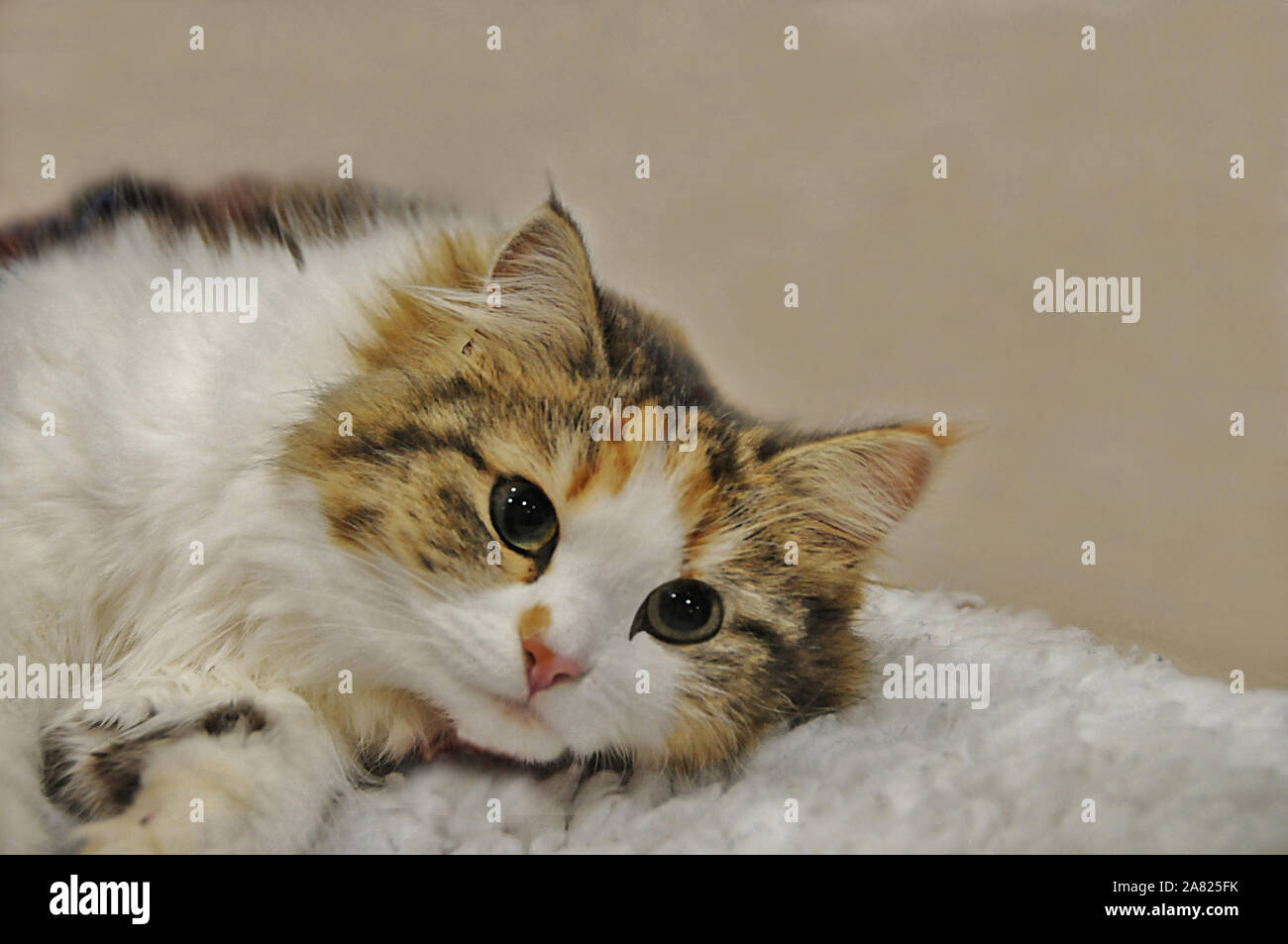 Tortoiseshell cat in forest hi-res stock photography and images - Alamy