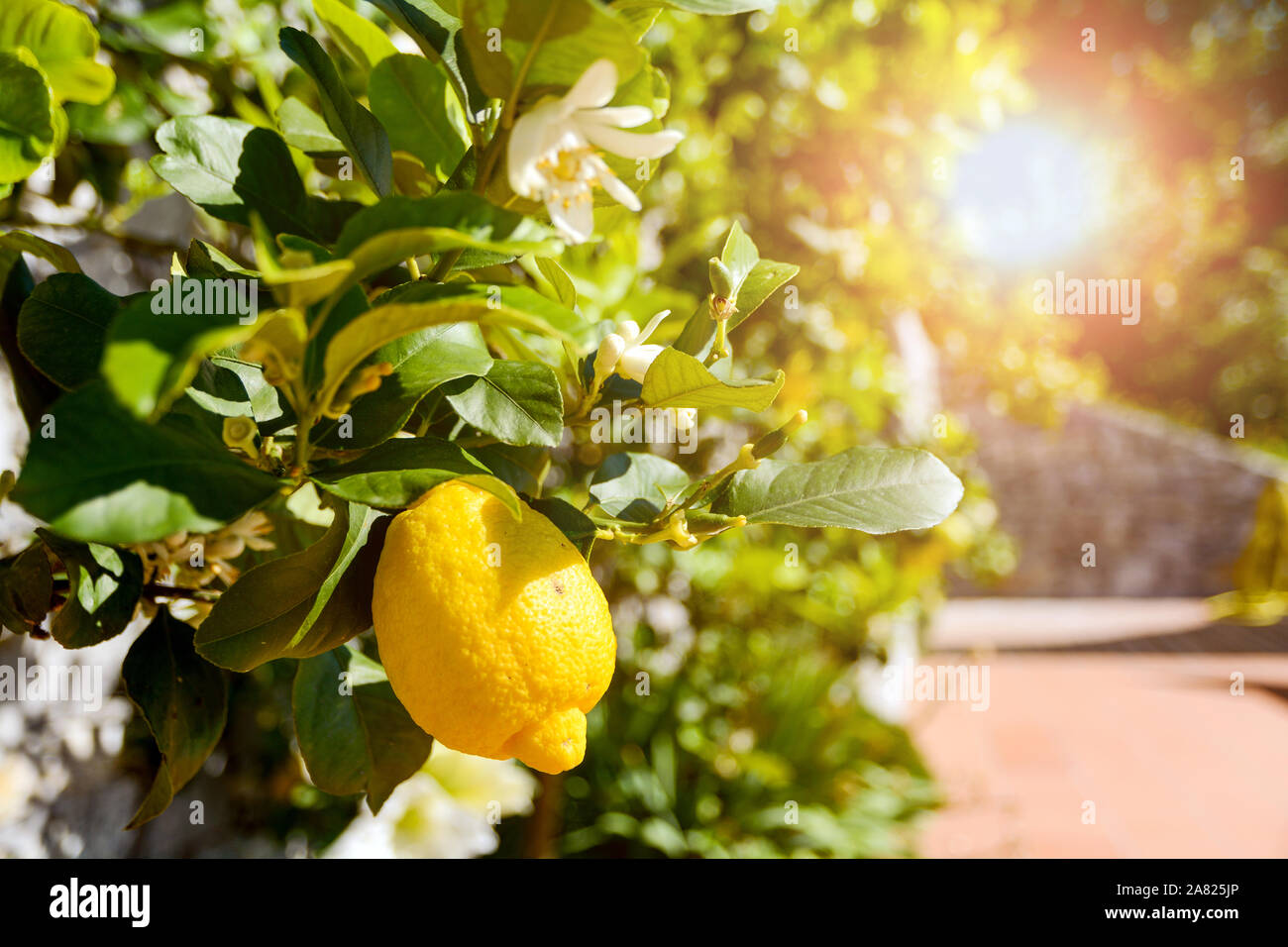 Lemon tree (Citrus limon) with ripe fruits in an italian garden near ...