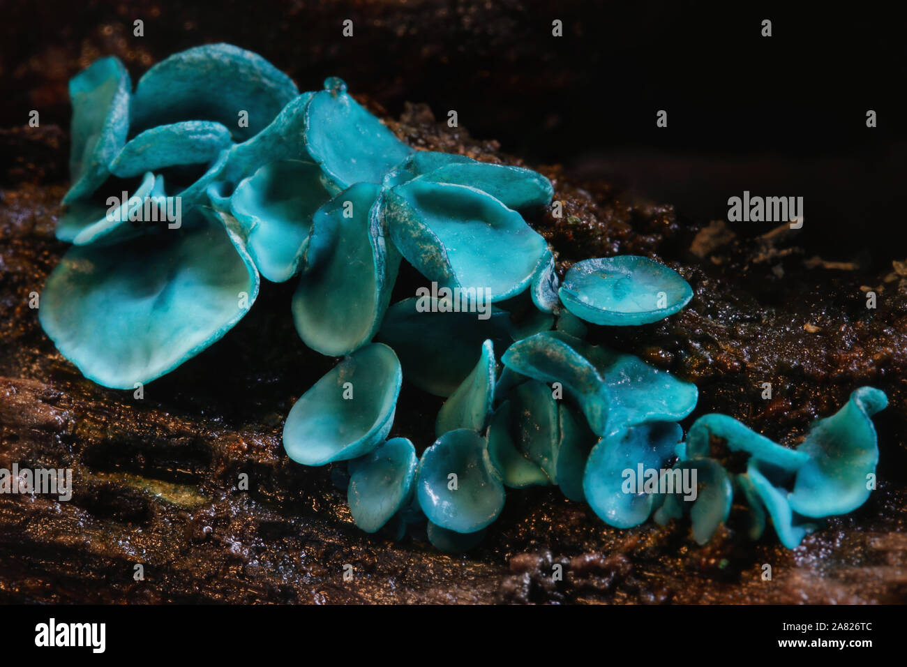 Macro fungi image hi-res stock photography and images - Alamy