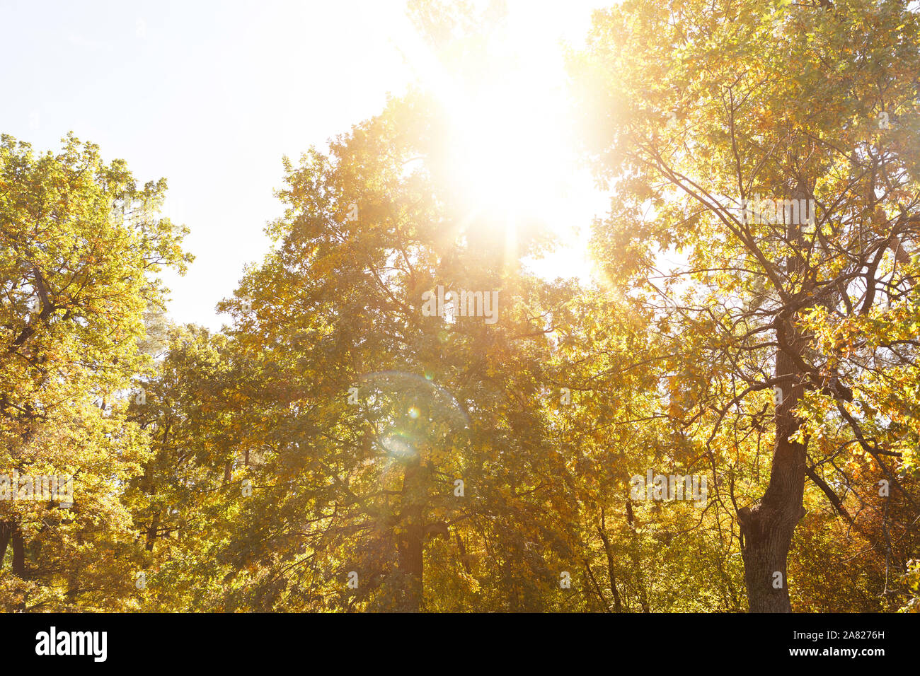 sun, trees with yellow and green leaves in autumnal park at day Stock ...