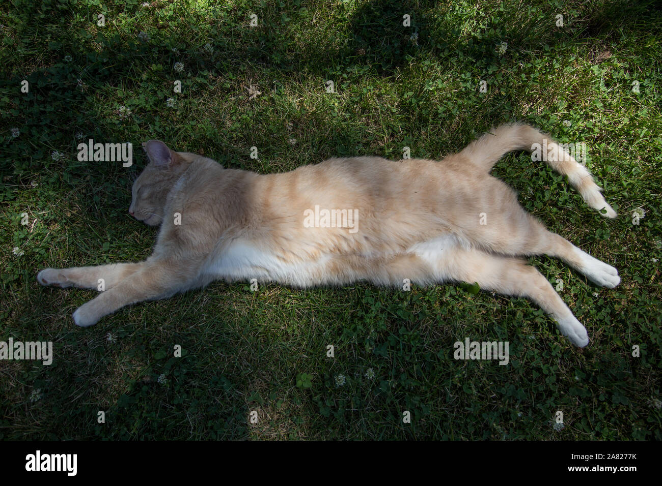 Sleeping Outdoor Cat Stock Photo - Alamy