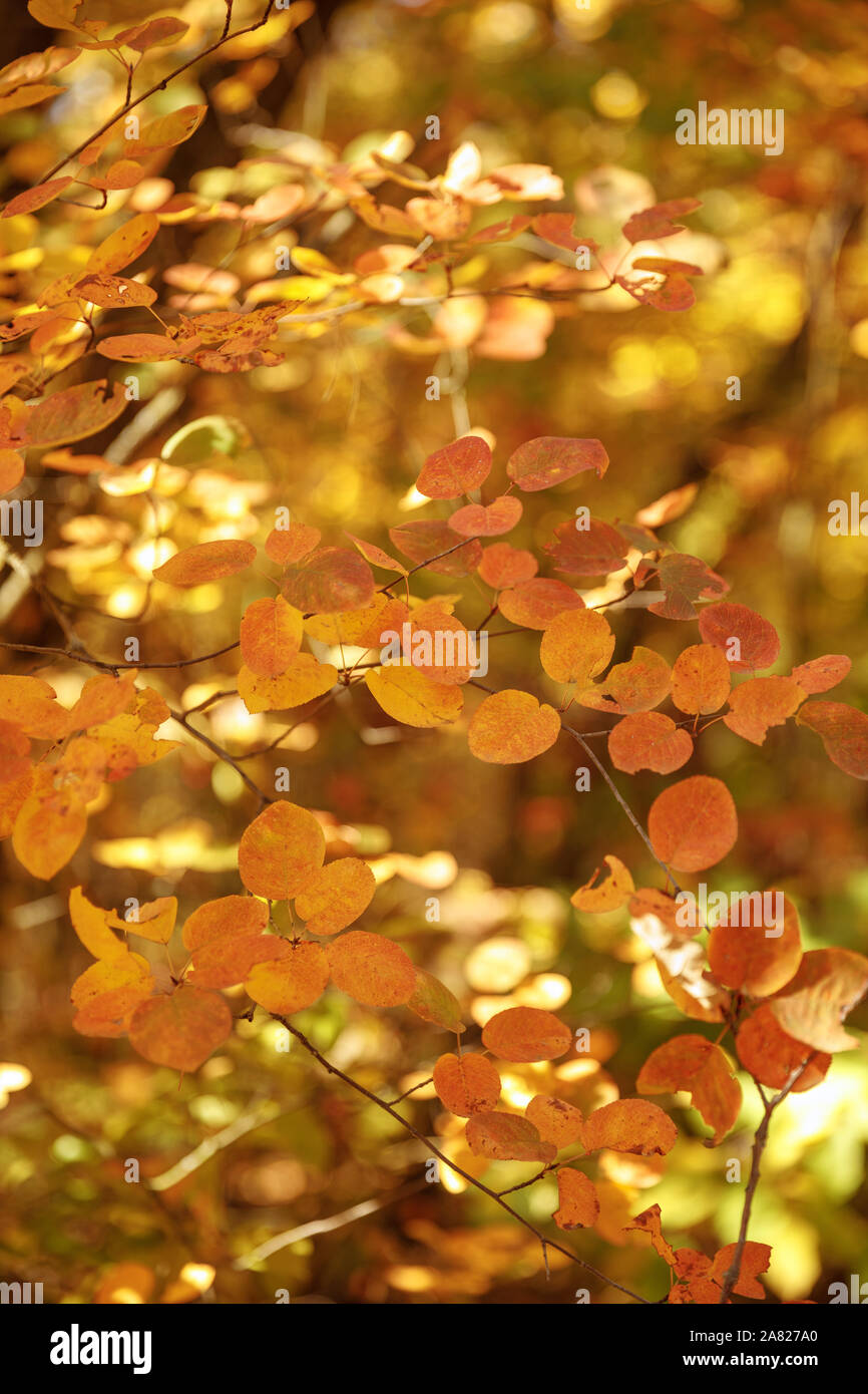 selective focus of trees with yellow leaves in autumnal park at day ...