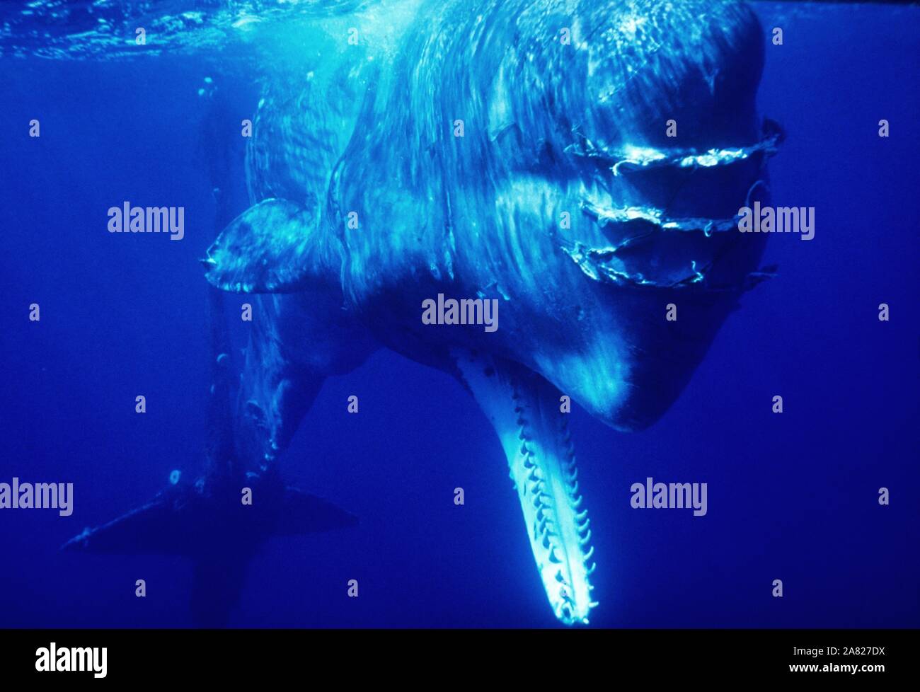 Diver rescuing whale hi-res stock photography and images - Alamy