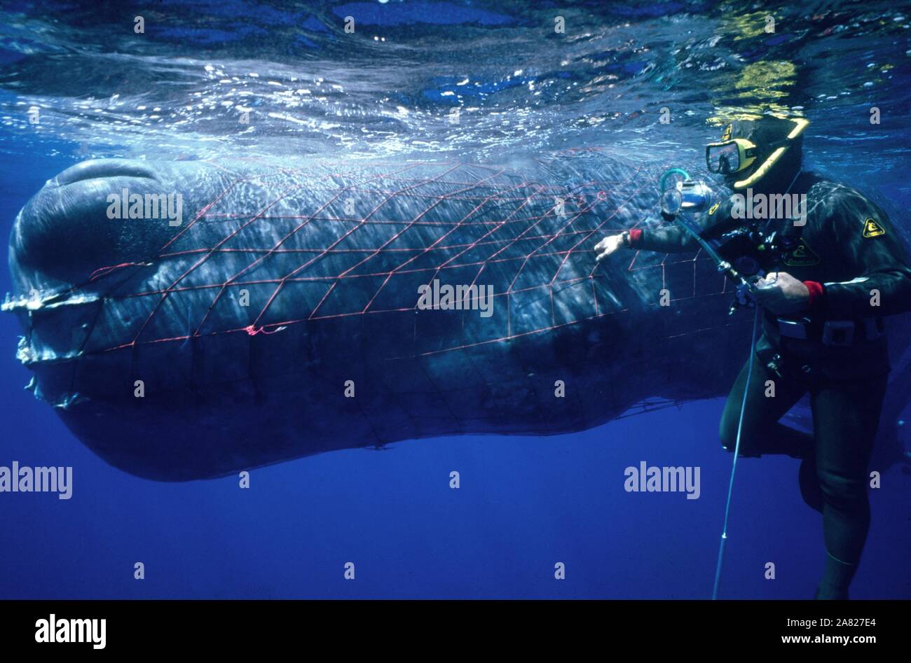 Sperm whale, Physeter macrocephalus, trapped in fishing net Stock Photo ...