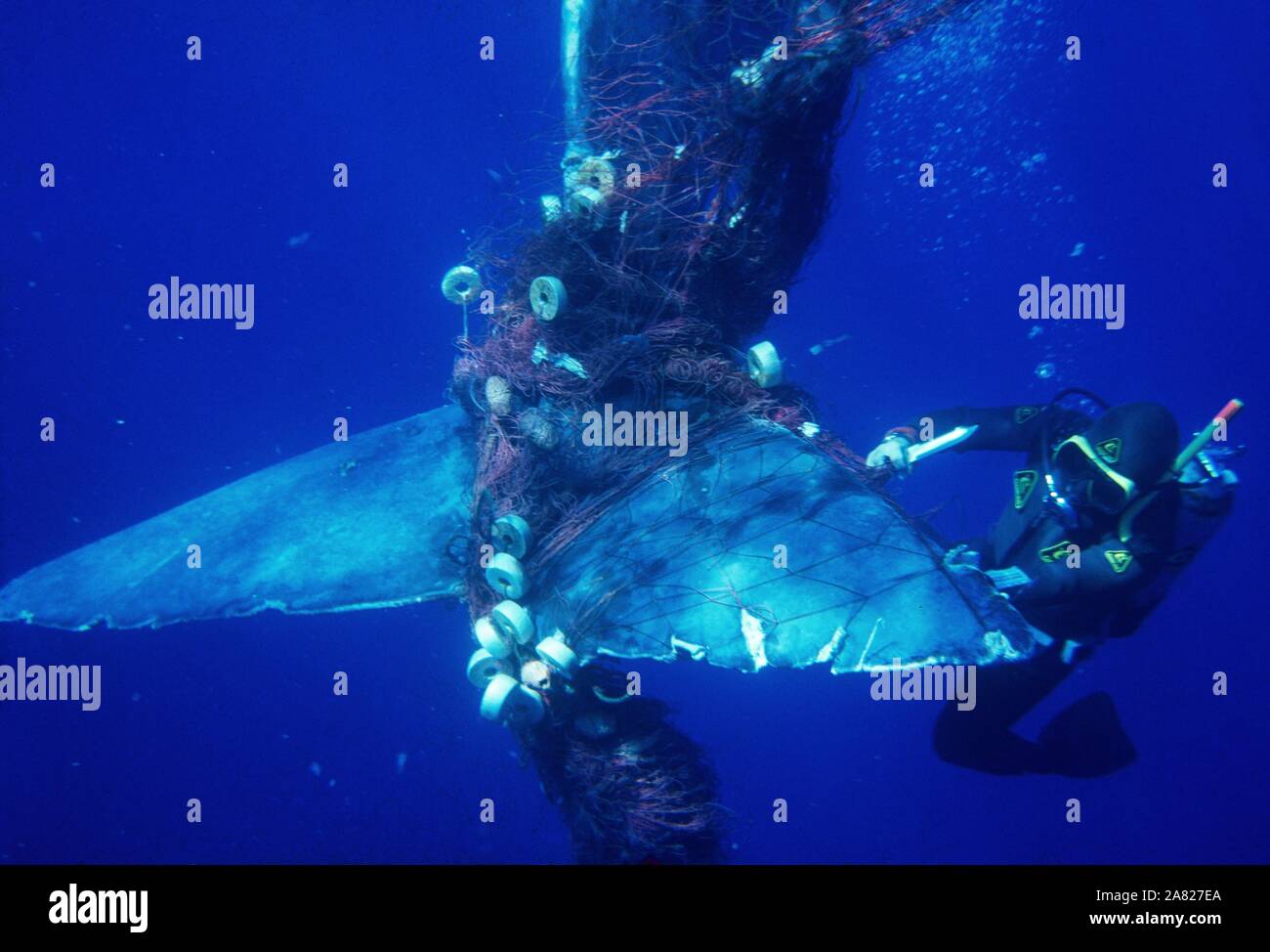 Whale trapped hi-res stock photography and images - Alamy