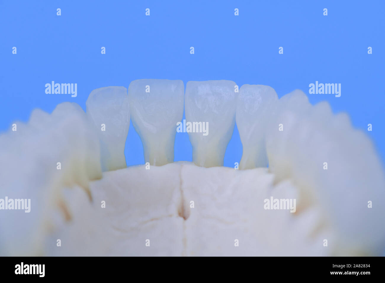 Lower human jaw with teeth anatomy model medical illustration isolated ...