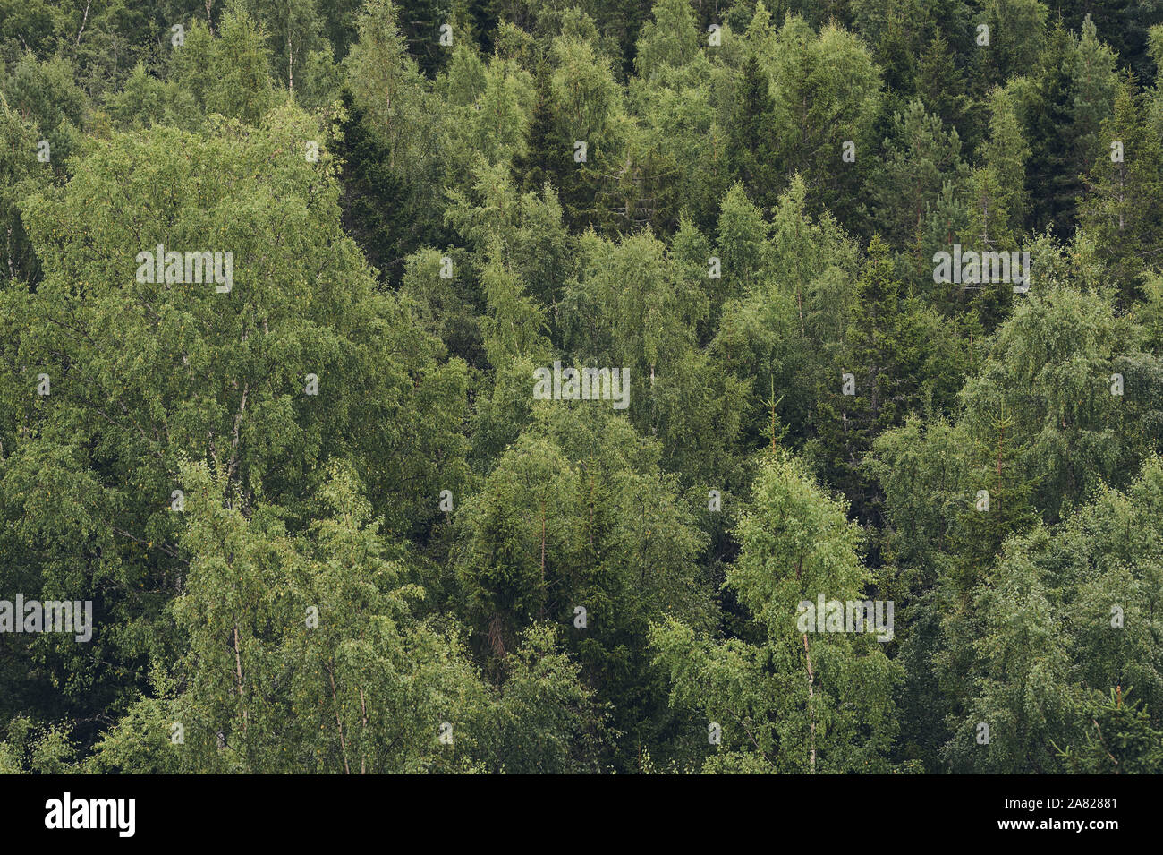 Beautiful green boreal forest in Finland, photographed in summer, matte ...