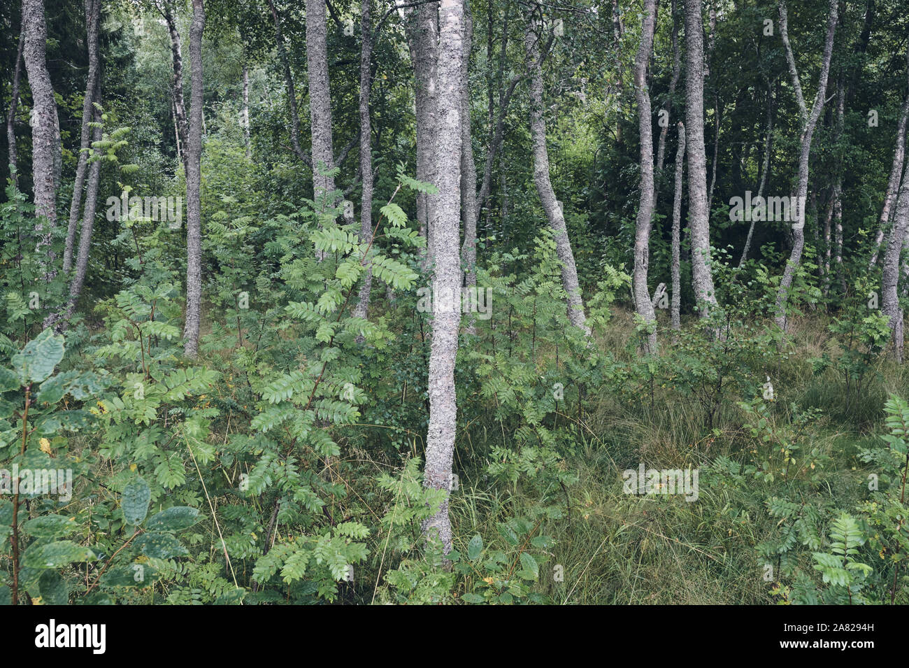 Beautiful green boreal forest in Finland, photographed in summer, matte ...