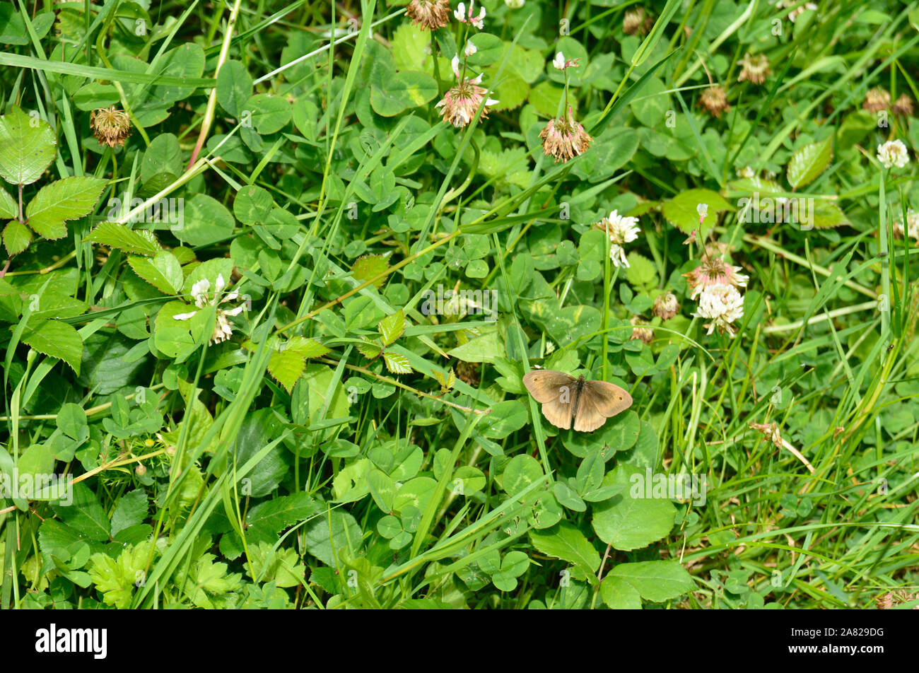 Meadow Brown Butterfly, UK Stock Photo - Alamy