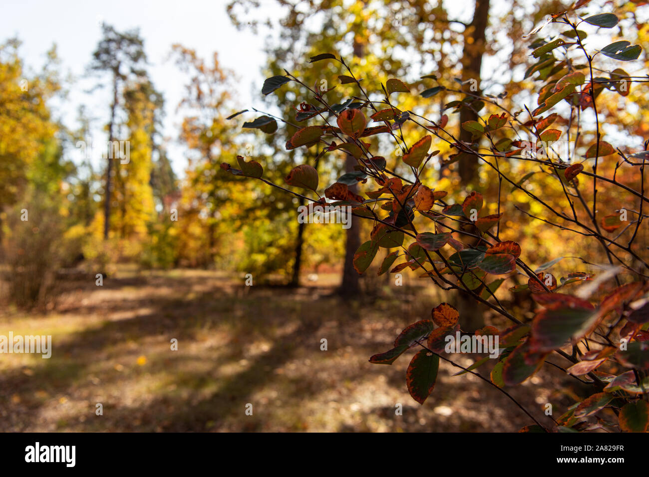 selective focus of tree branch in autumnal forest with golden foliage ...