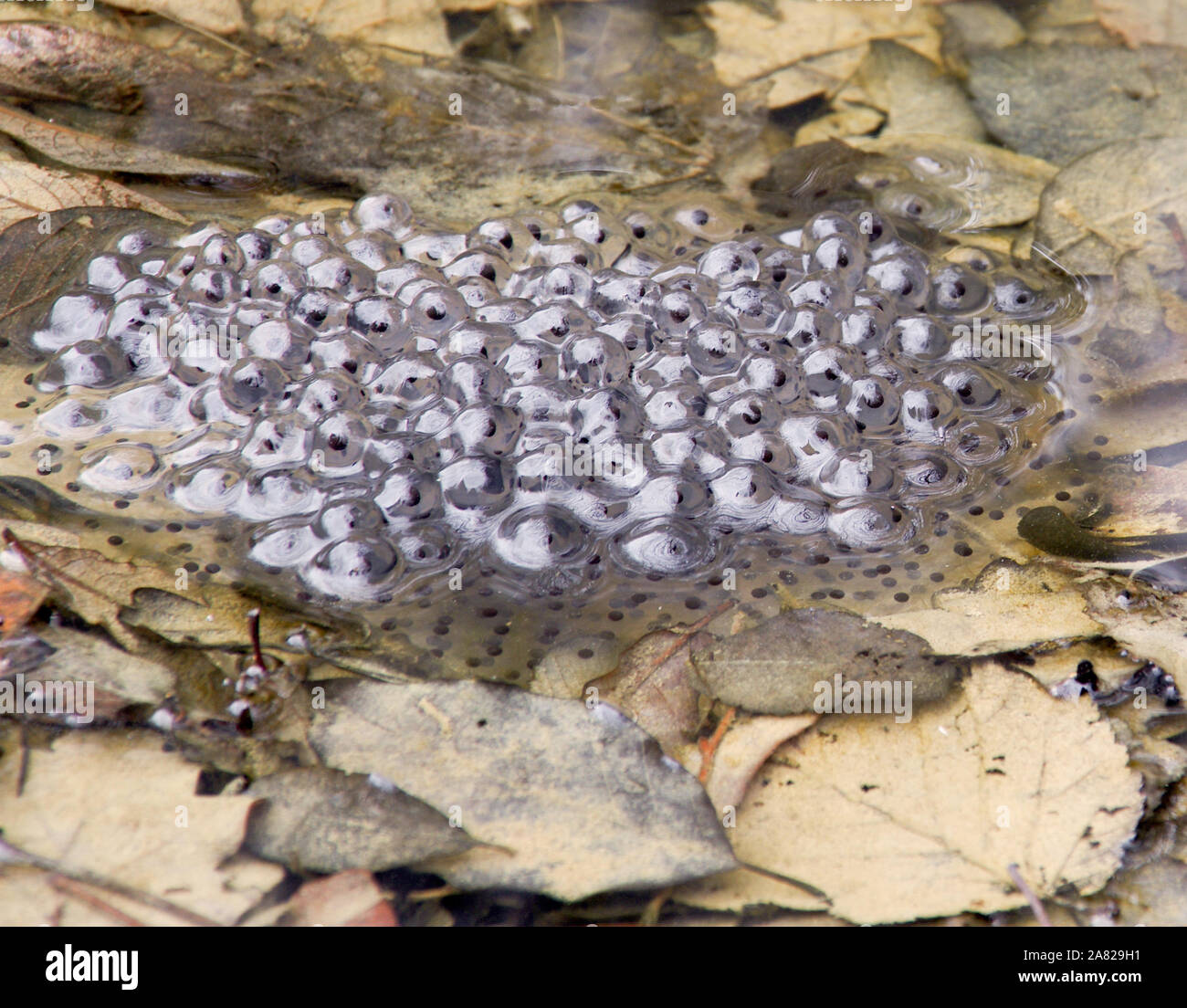 Frogspawn in a leafy puddle Stock Photo - Alamy