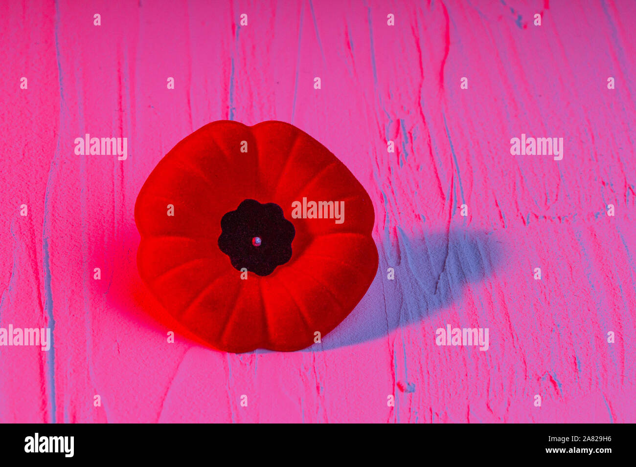 Remembrance Day Poppy Flower with a red light Stock Photo - Alamy