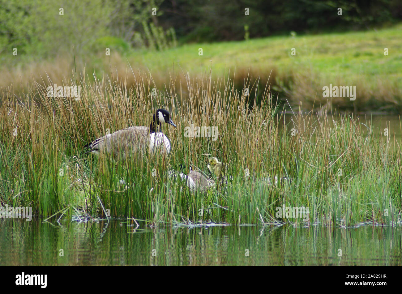 Red kite feeding station hi-res stock photography and images - Alamy