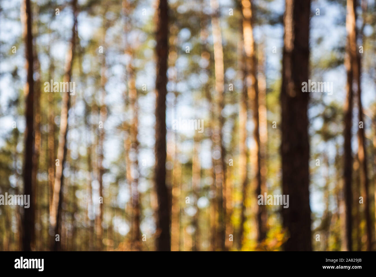 Tree trunks in sunlight hi-res stock photography and images - Alamy