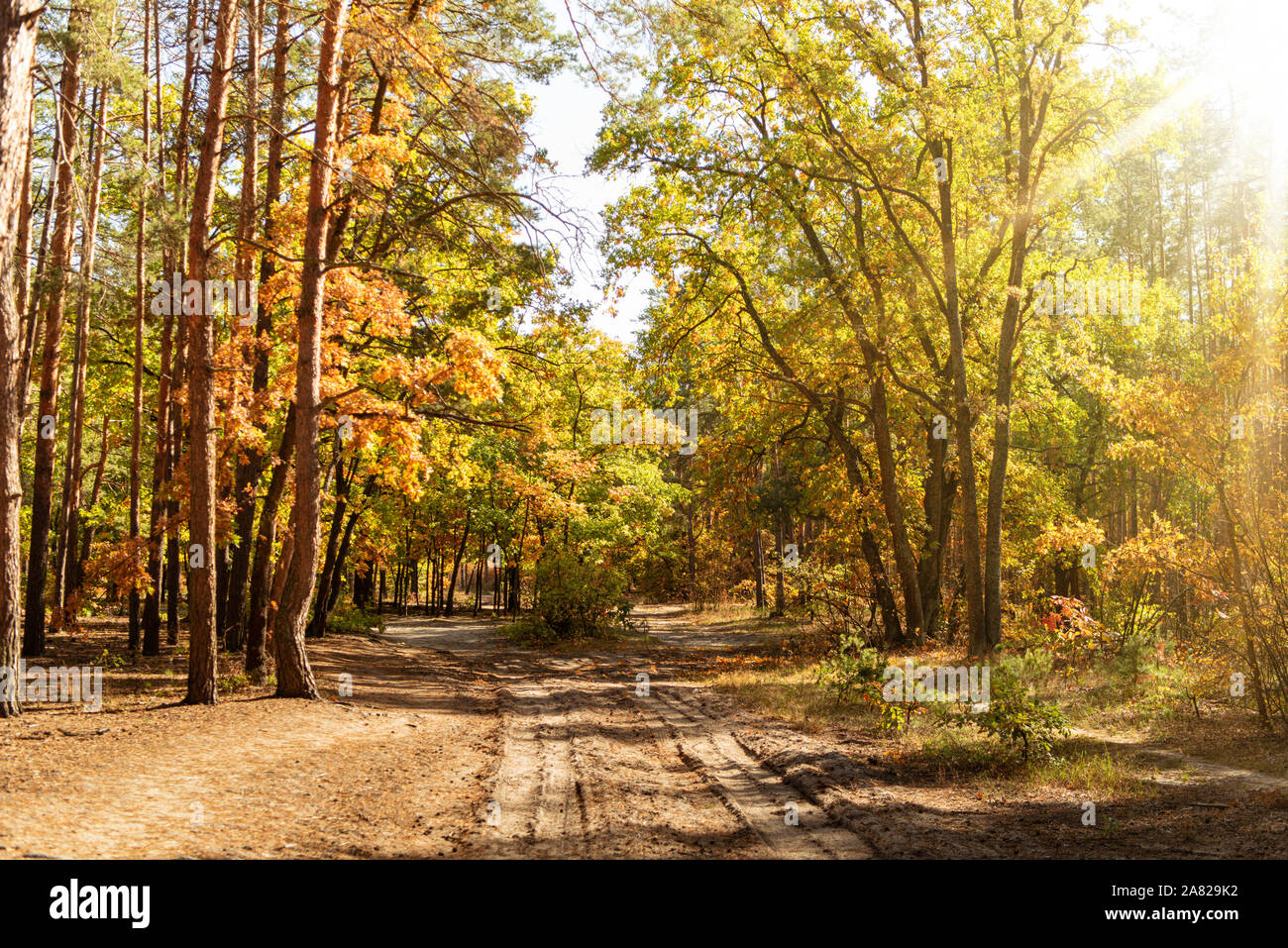 scenic autumnal forest with golden foliage, path and shining sun Stock ...