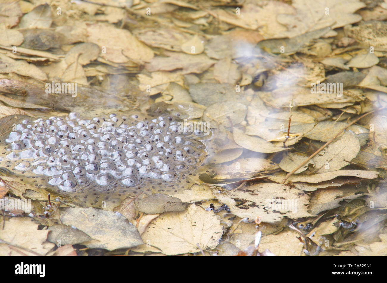 Toad spawn uk hi-res stock photography and images - Alamy