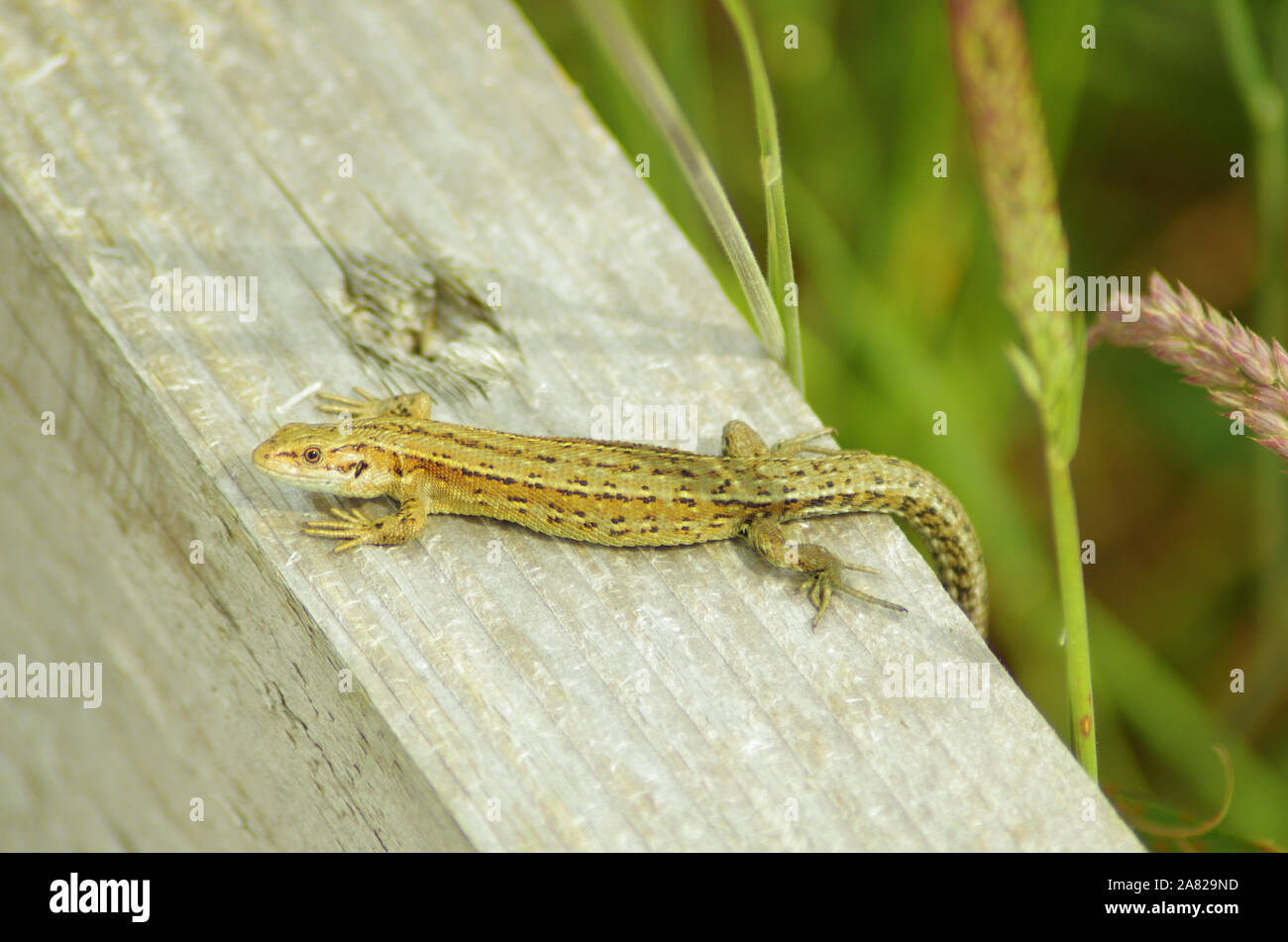 Common Lizard Vivaparous Lizard, Lacerta Zootoca vivipara, (female ...