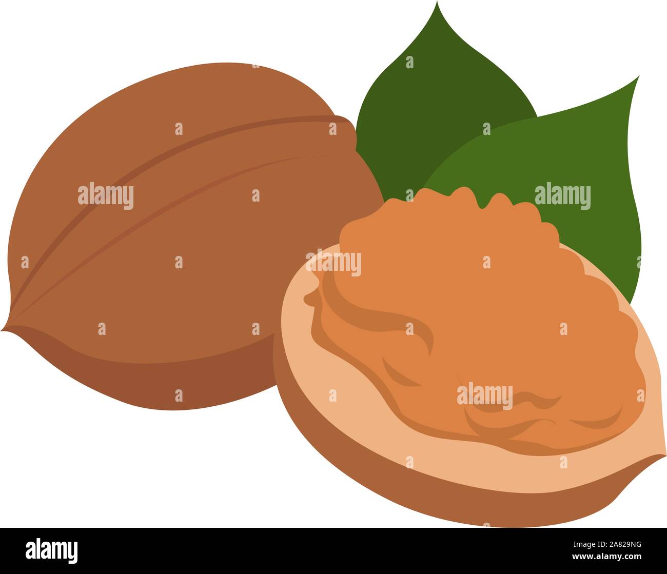 Walnut, illustration, vector on white background Stock Vector Image ...