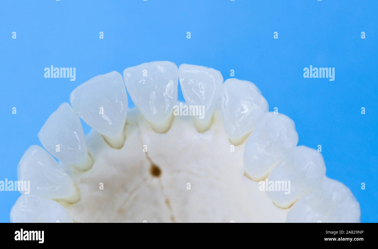 Upper human jaw with teeth anatomy model medical illustration isolated ...