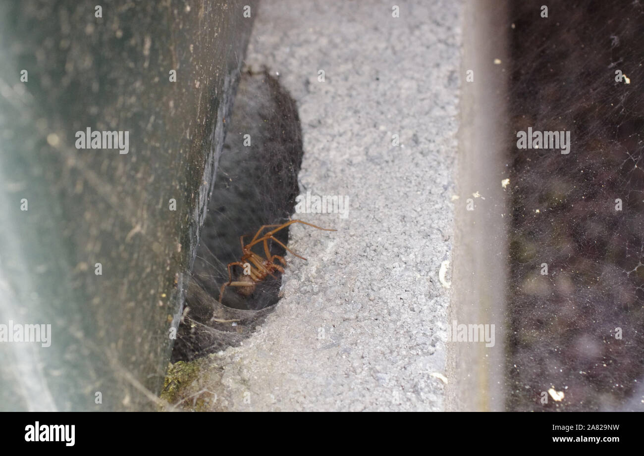 Large Spider in a Brick - species unknown Stock Photo - Alamy