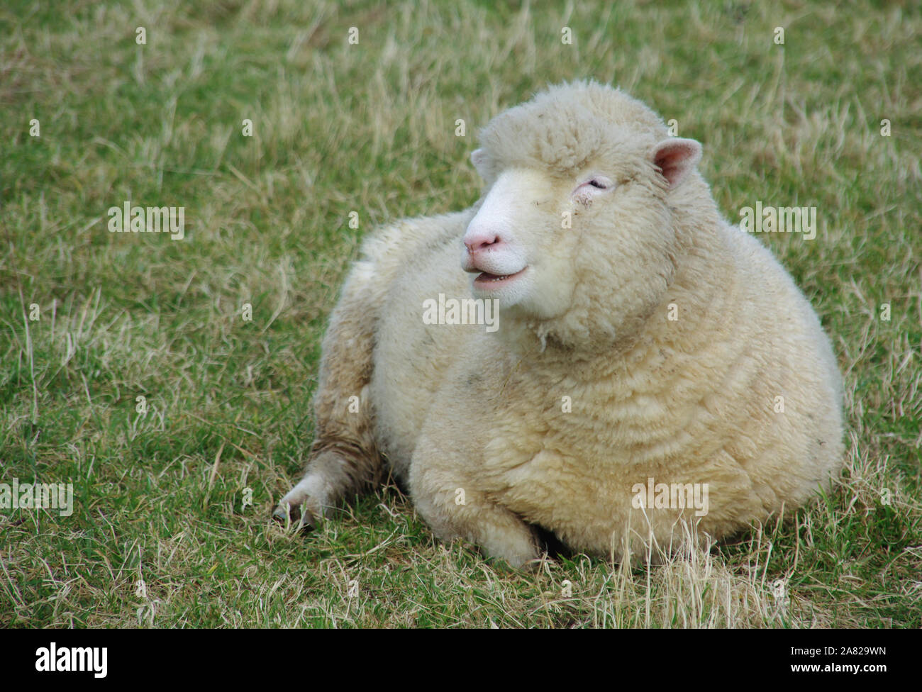 Ruminating sheep hi-res stock photography and images - Alamy