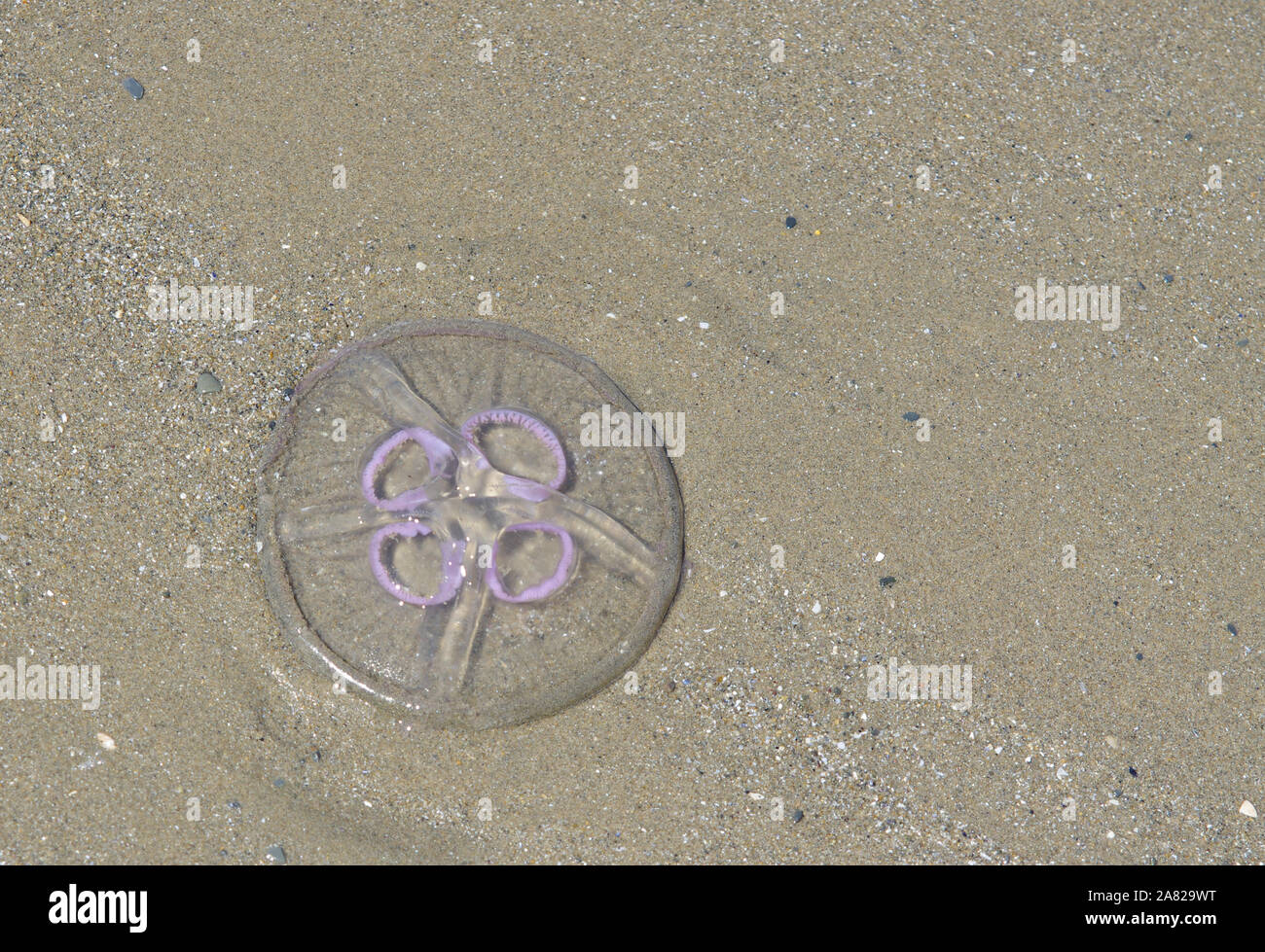 Jellyfish gonads hi-res stock photography and images - Alamy