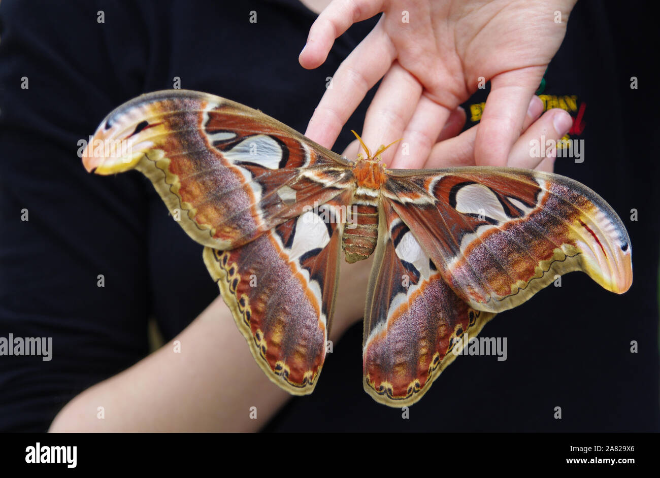 Snakes Head Moth High Resolution Stock Photography and Images - Alamy