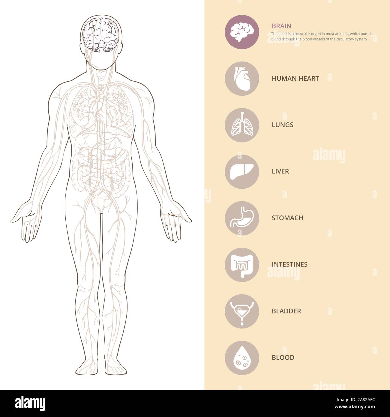 Human body anatomy infographic with brains of the structure of human ...