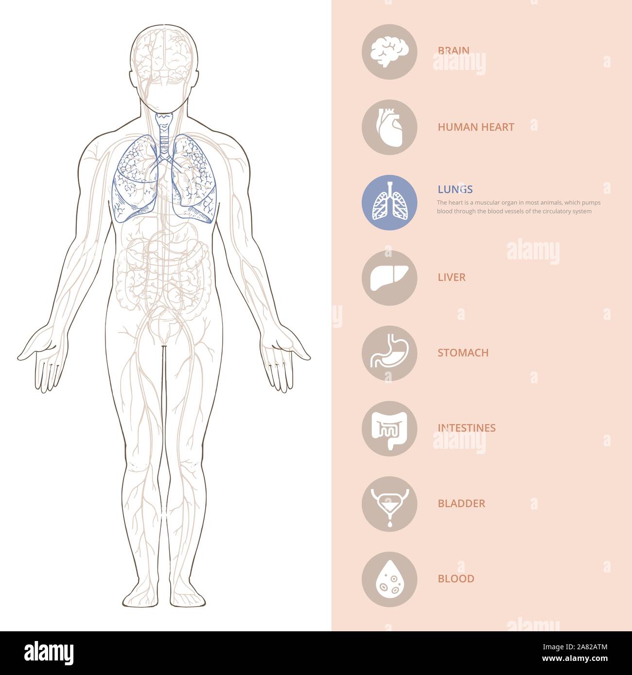 Human body anatomy infographic of the structure of human organs Stock ...